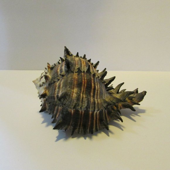 Accents | Beautiful Medium Size Spiked Sea Shell Conch Brown And Cream ...